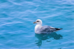 30 Birds That Start With F (With Pictures)