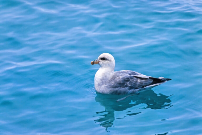 30 Birds That Start With F (With Pictures)