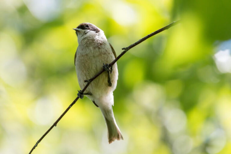 30 Birds That Start With F (With Pictures)