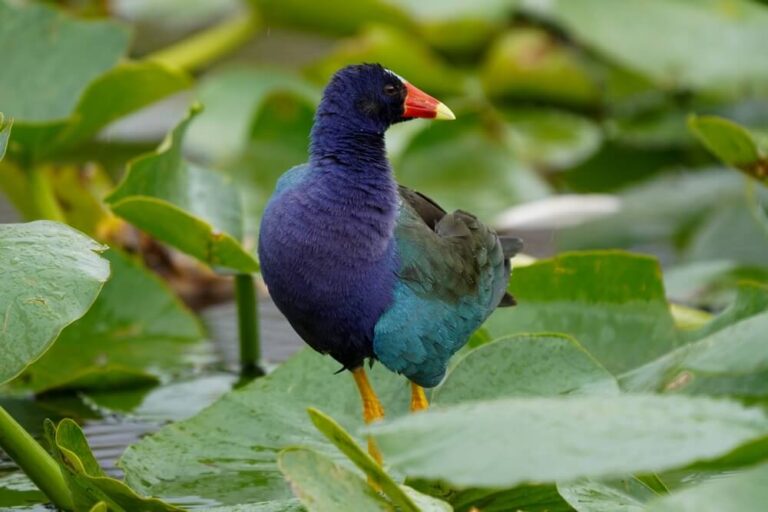 29 Birds That Start With G (With Pictures) - BirdChronicle.com