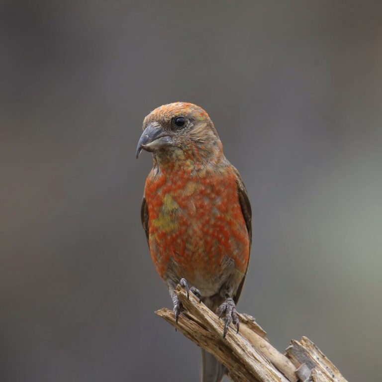 34 Birds That Start With C (With Pictures)