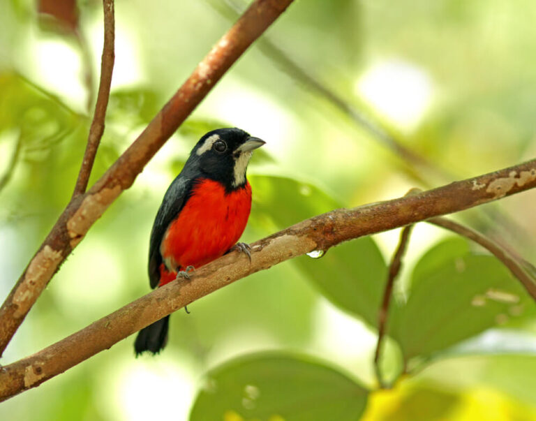 34 Birds That Start With C (With Pictures)