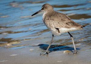 31 Birds That Start With D (With Pictures)