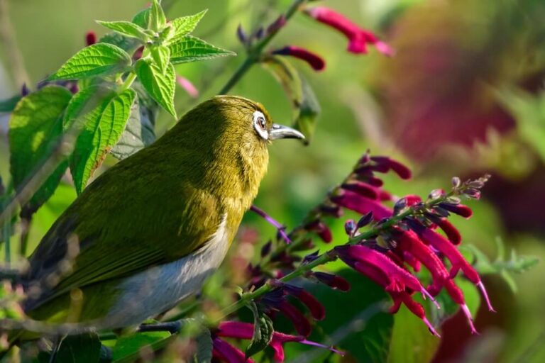 31 Birds That Start With D (With Pictures)