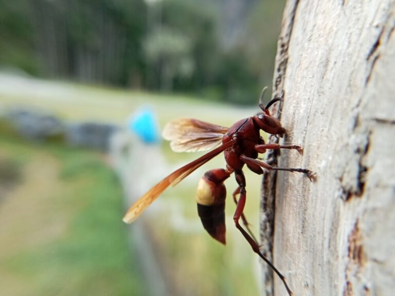 Do Hummingbirds Eat Bees And Wasps? (Explained)