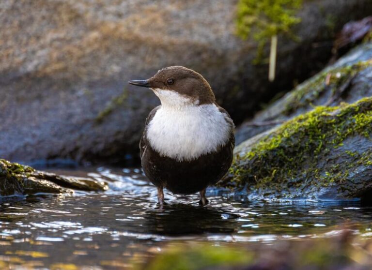 31 Birds That Start With D (With Pictures)