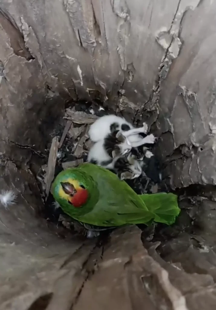 Incredible Encounters: Discovering A Surprising Family Inside A Parrot ...
