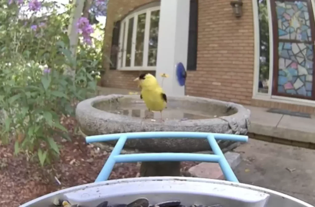 Wildlife Delight: Hidden Camera Reveals Unexpected Visitors at Bird ...