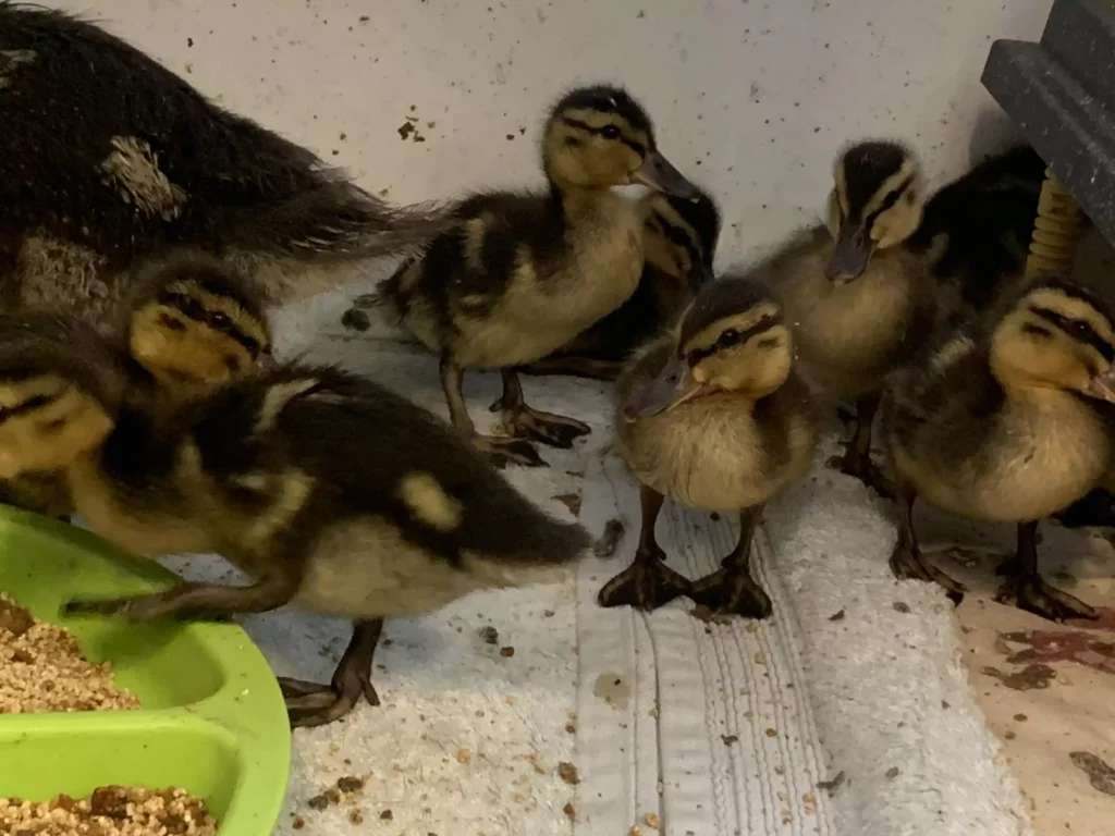 Rafting Guide's Heroic Effort: Saving a Stranded Duckling from Rushing ...