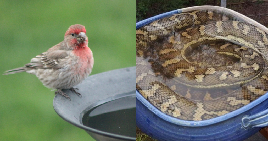 An Unusual Visitor Finds A Relaxing Oasis In A Family's Birdbath ...