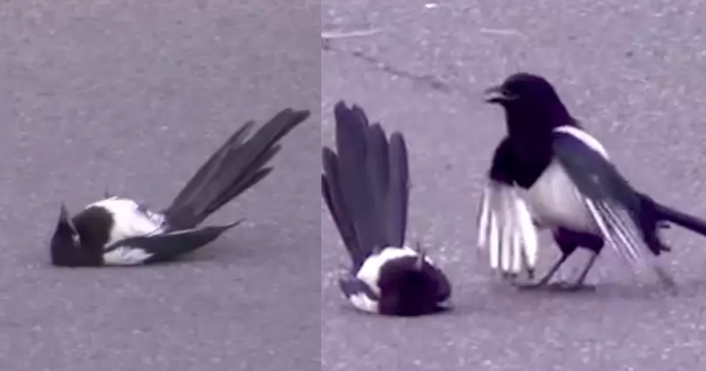 Heartwarming Encounter: Magpie's Friends Rally To Revive Him ...