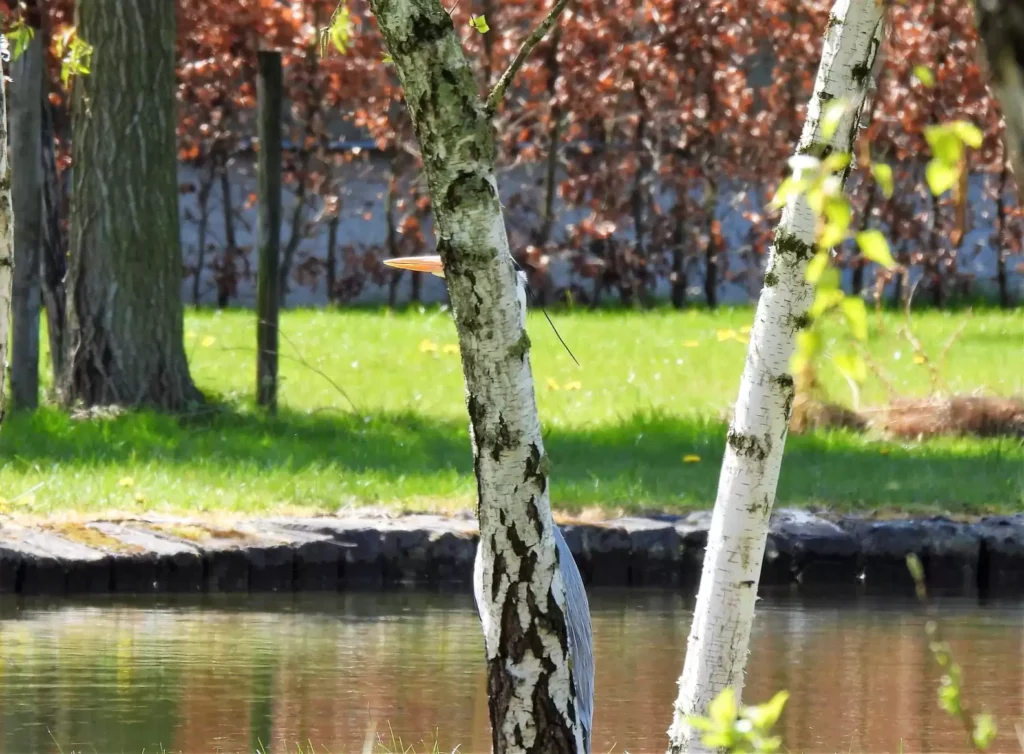 Sneaky Giant Bird Thinks He's Invisible Behind a Tree - BirdChronicle.com