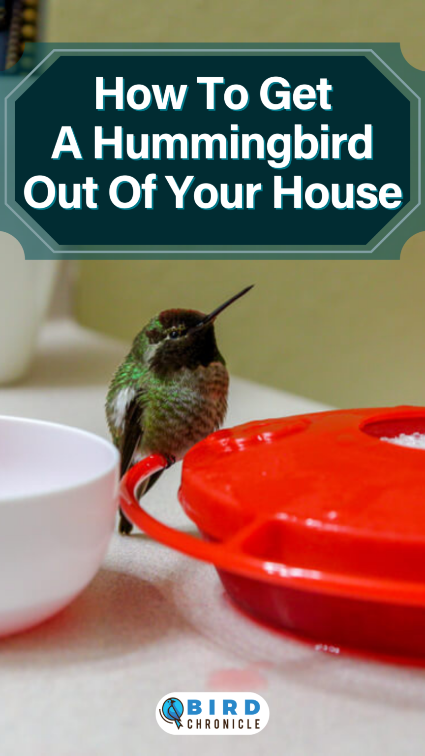 How To Get A Hummingbird Out Of Your House (6 Steps)