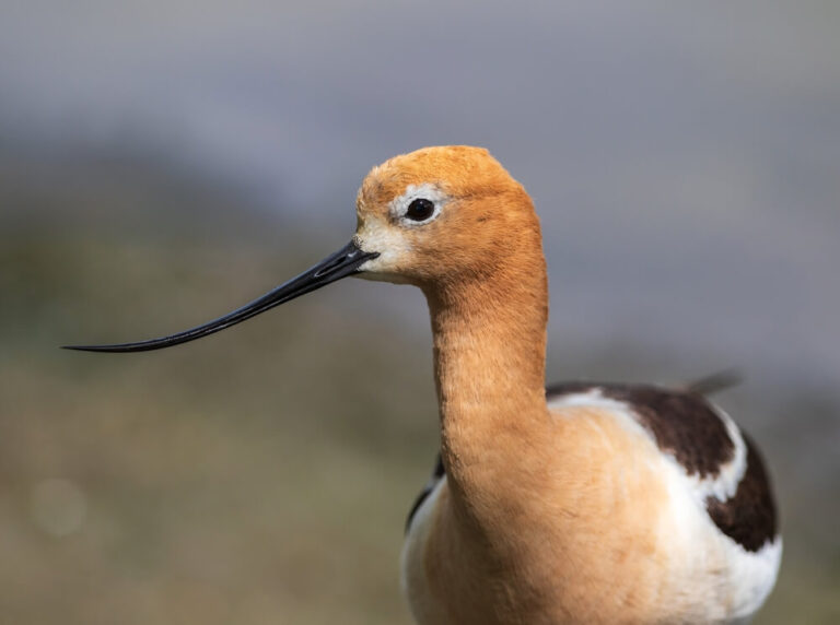 20 Types Of Bird Beaks & What They Eat (With Pictures)