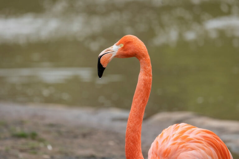 20 Types Of Bird Beaks & What They Eat (With Pictures)