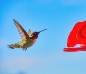 Do Hummingbirds Have Feet? Yes! (Foot & Leg Anatomy)