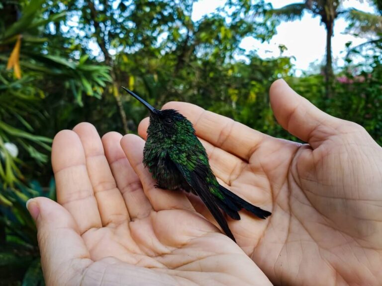 How To Get Hummingbirds Out Of Your Garage (7 Steps)