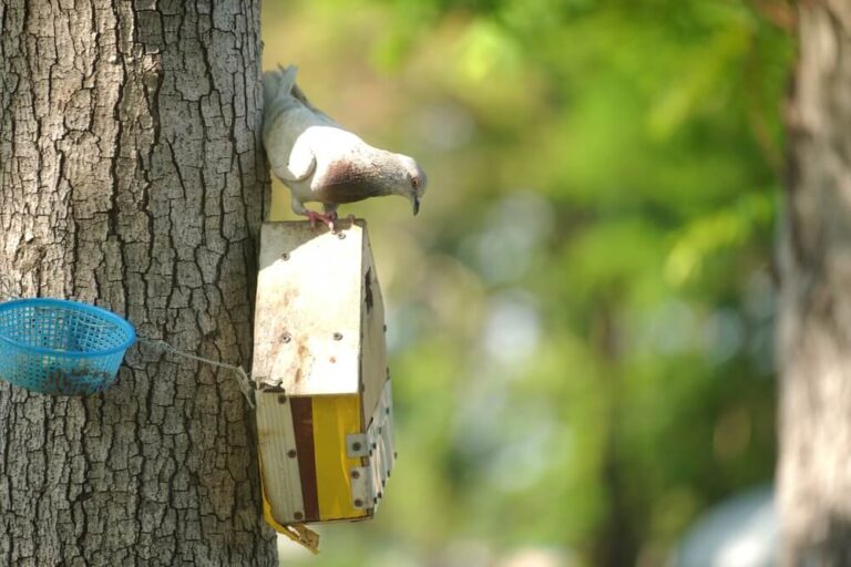 Top 6 Birdhouse Colors That Attract Birds (Choose These!)