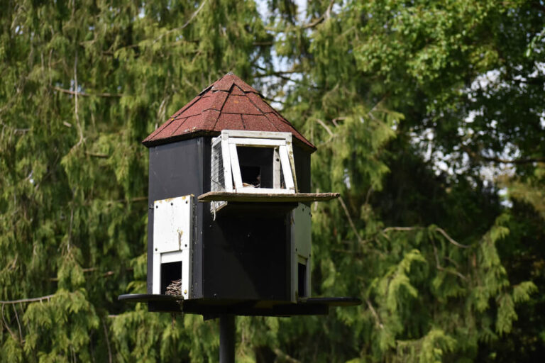 Top 6 Birdhouse Colors That Attract Birds (Choose These!)