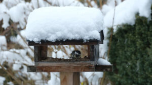 Do Birds Use Birdhouses In Winter? [How To See Birds All Year Long]