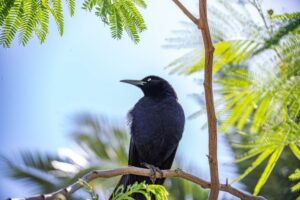 20 Types Of Bird Beaks & What They Eat (With Pictures)