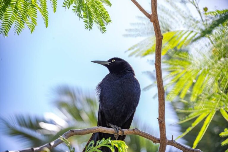 20 Types Of Bird Beaks & What They Eat (With Pictures)