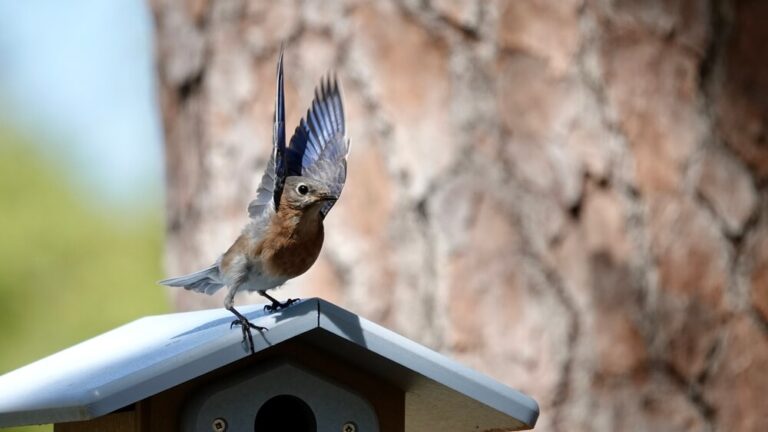 Top 6 Birdhouse Colors That Attract Birds (Choose These!)