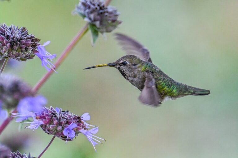 Can Hummingbirds Fly Upside Down? (Everything To Know)
