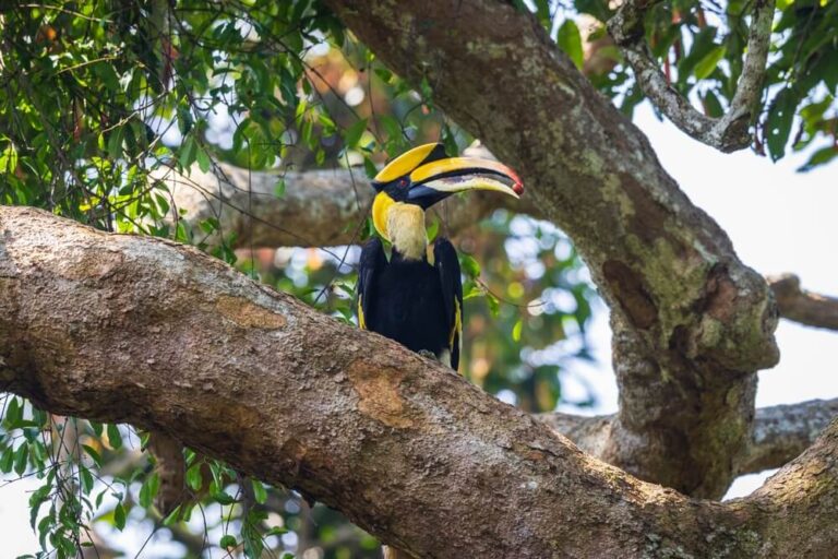 20 Types Of Bird Beaks & What They Eat (With Pictures)