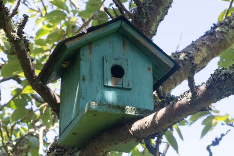 Top 6 Birdhouse Colors That Attract Birds (Choose These!)