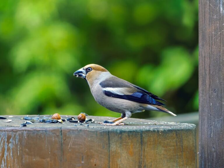 20 Types Of Bird Beaks & What They Eat (With Pictures)