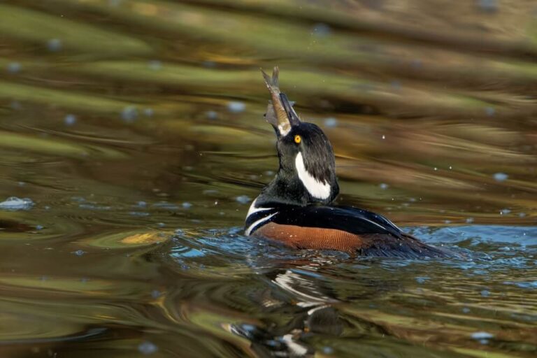 20 Types Of Bird Beaks & What They Eat (With Pictures)