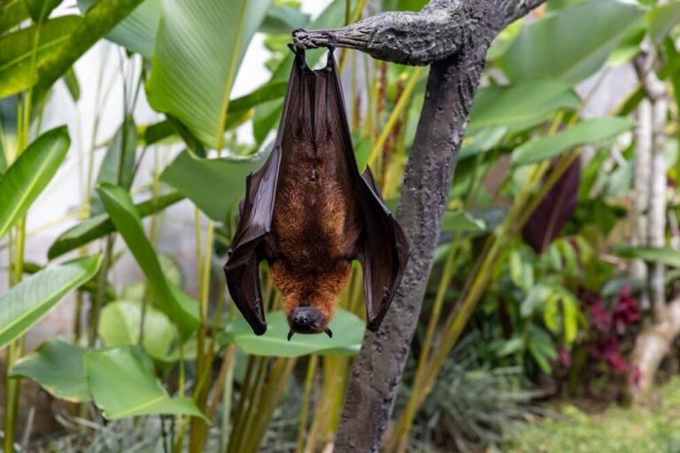 Do Hummingbirds Have Predators? [Answered & Explained]