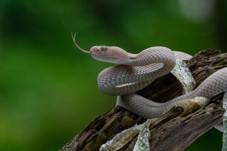 Do Hummingbirds Have Predators? [Answered & Explained]