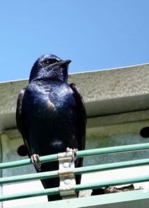 20 Types Of Bird Beaks & What They Eat (With Pictures)