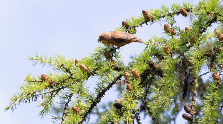 20 Types Of Bird Beaks & What They Eat (With Pictures)