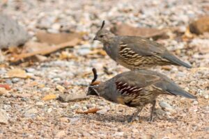 Do Hummingbirds Have Predators? [Answered & Explained]
