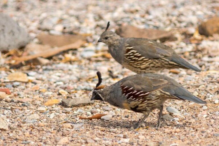 Do Hummingbirds Have Predators? [Answered & Explained]
