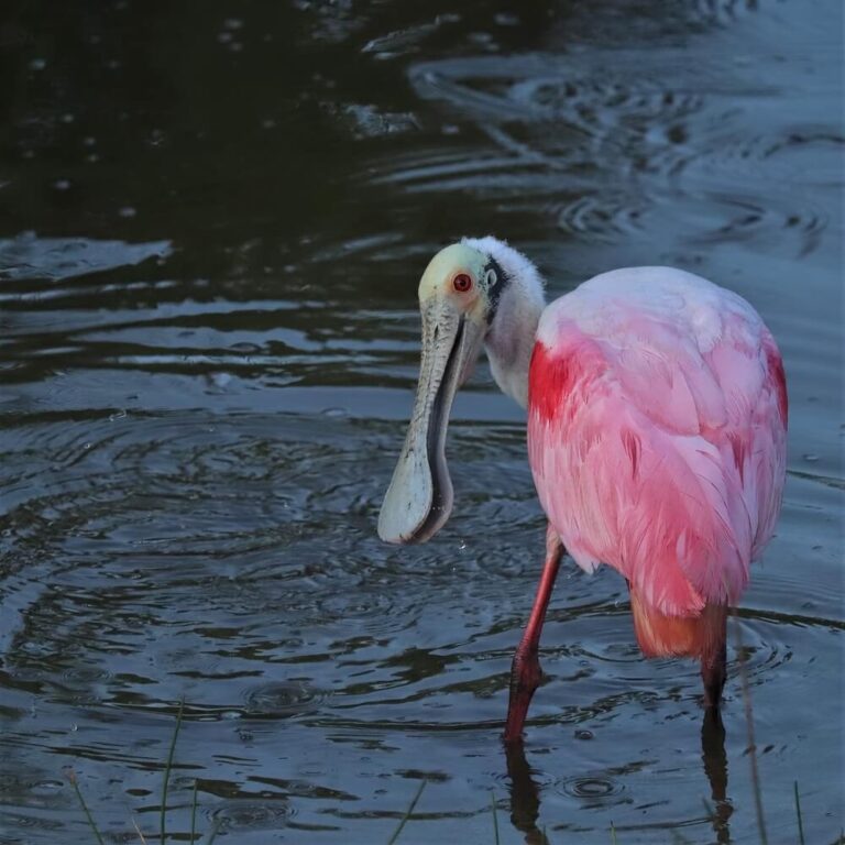 20 Types Of Bird Beaks & What They Eat (With Pictures)