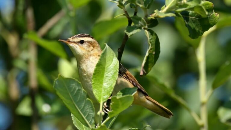 20 Types Of Bird Beaks & What They Eat (With Pictures)