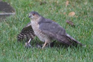 Do Hummingbirds Have Predators? [Answered & Explained]