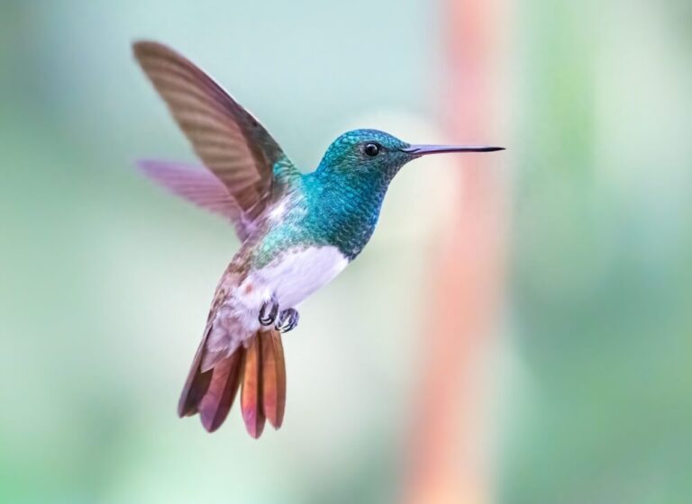 Can Hummingbirds Fly Upside Down? (Everything To Know)