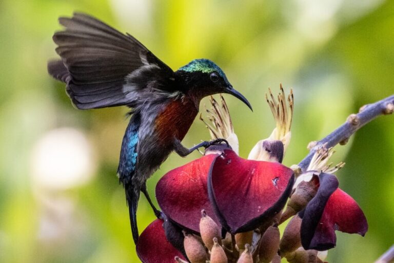20 Types Of Bird Beaks & What They Eat (With Pictures)