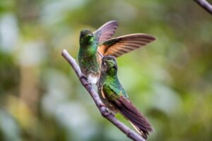 Do Hummingbirds Have Predators? [Answered & Explained]