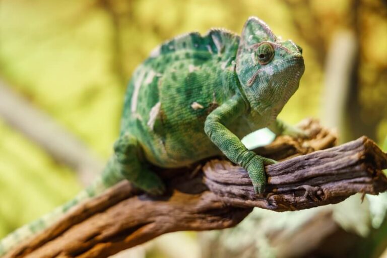 Do Hummingbirds Have Predators? [Answered & Explained]